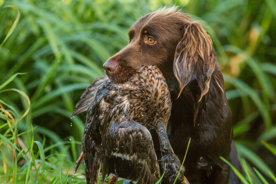 Jagdhund: 10 beliebte Jagdhunderassen und Infos zum Kauf